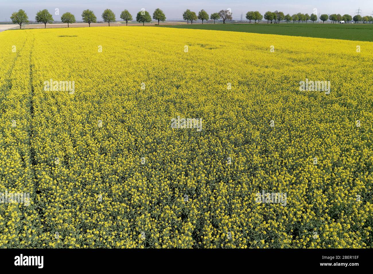 Pulheim, Germany. 15th Apr, 2020. Rapeseed blooms in bright yellow on a ...