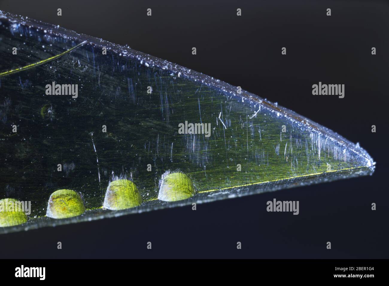 Serrated scissors hi-res stock photography and images - Alamy