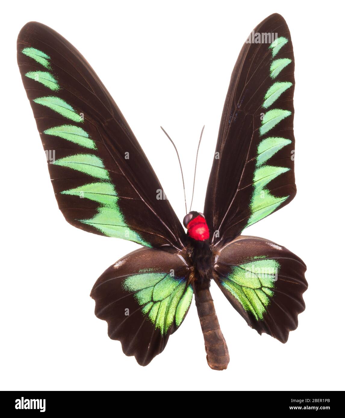 Monarch butterfly top view Cut Out Stock Images & Pictures - Alamy