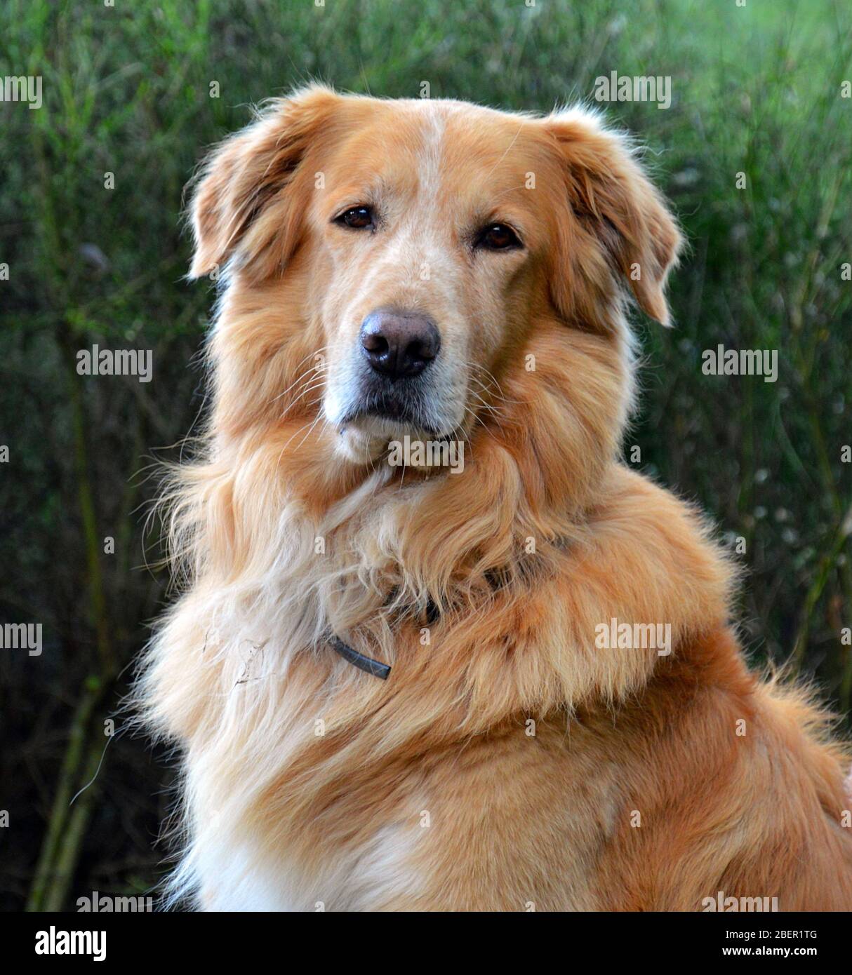 Cute baby and dog videos hi-res stock photography and images - Alamy