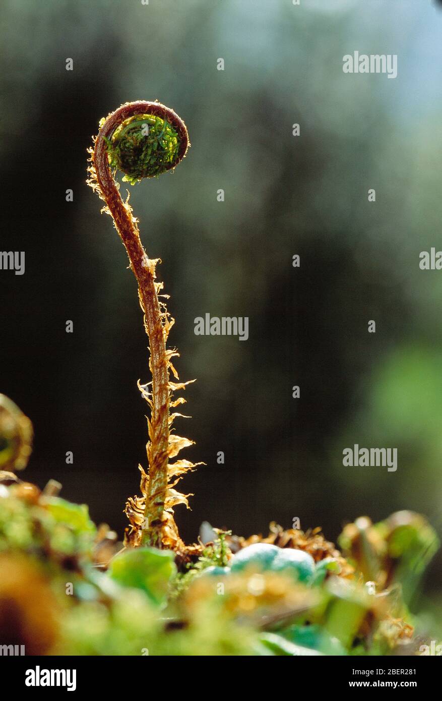 Ferns crozier hi-res stock photography and images - Alamy