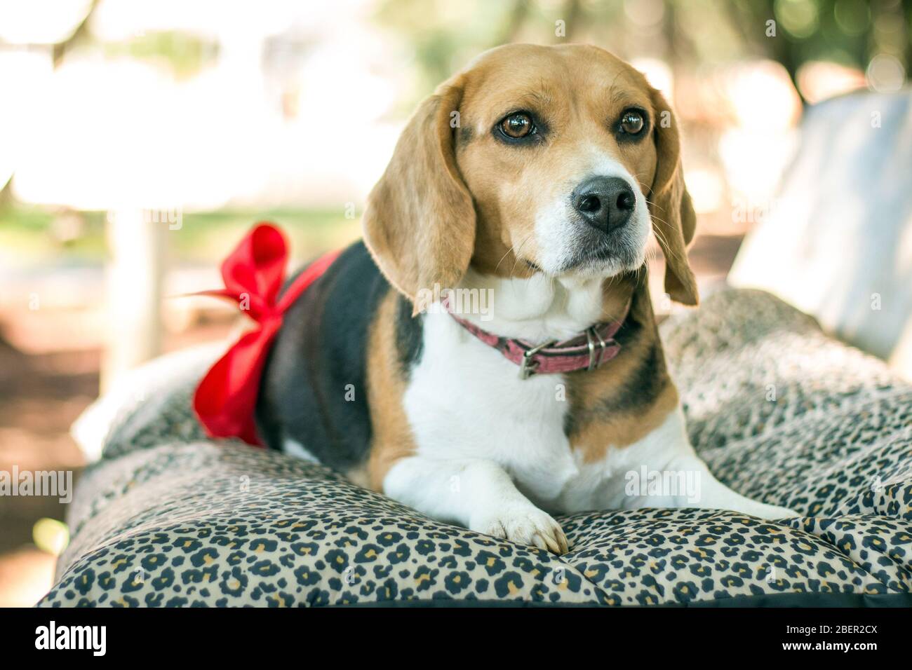 Cute and handsome dog Stock Photo - Alamy