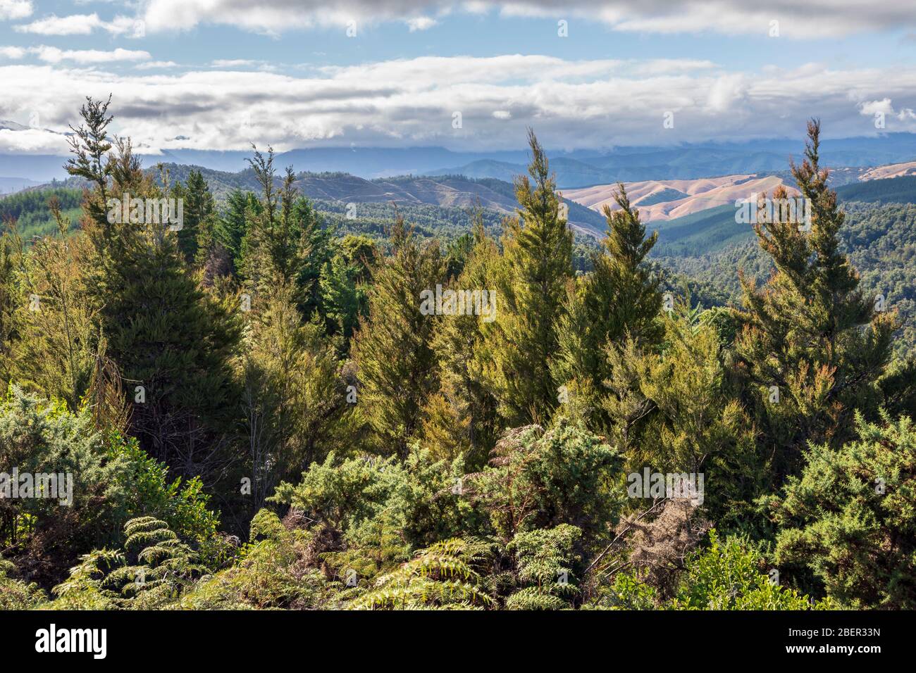 New zealand conifer tree hi-res stock photography and images - Alamy