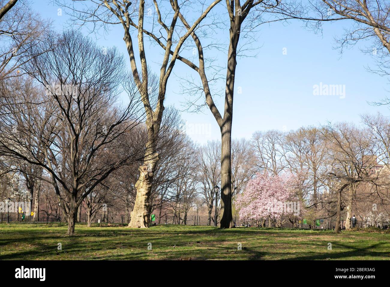 Trees blooming in Central Park, New York City Stock Photo - Alamy