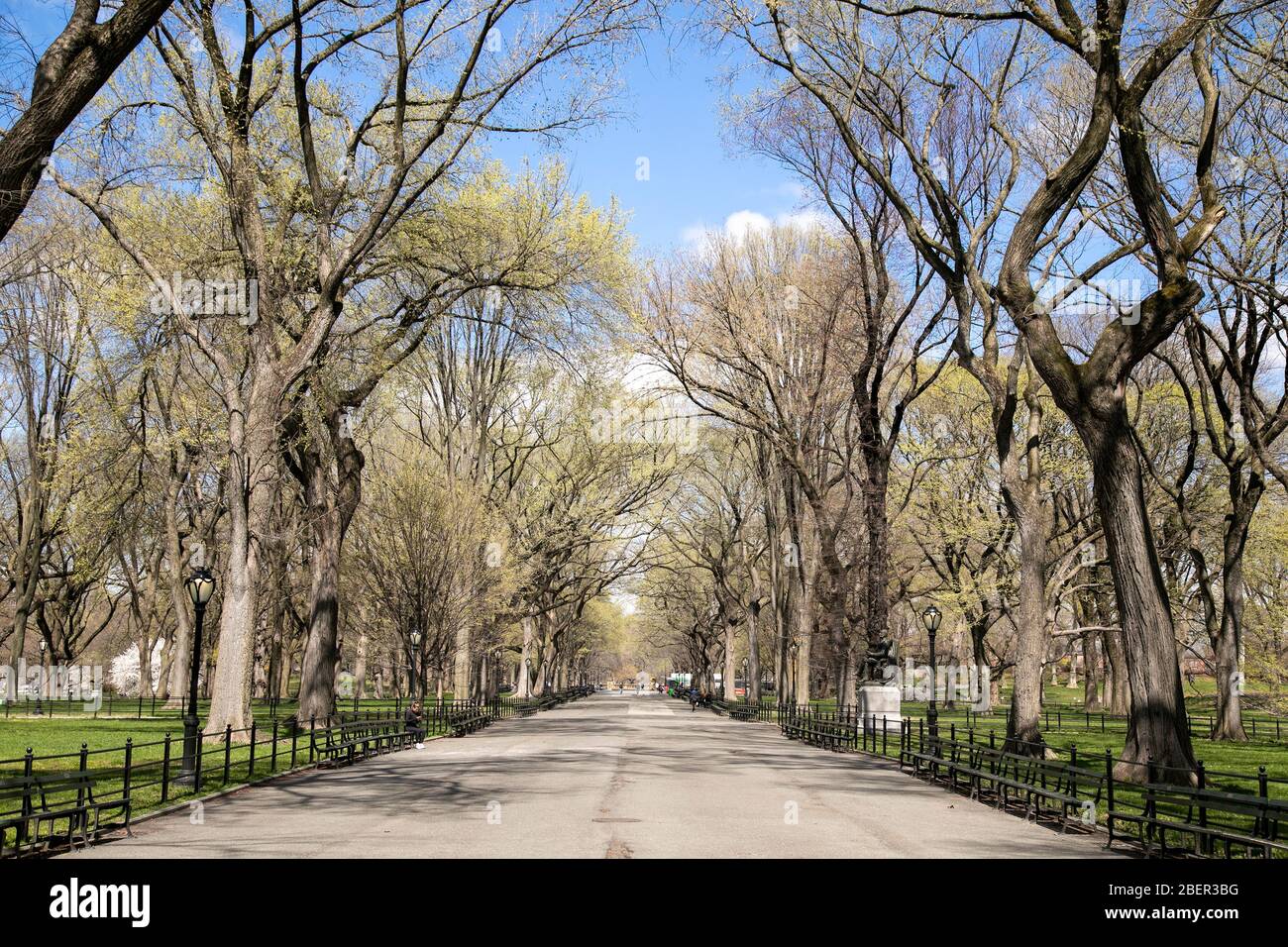 American elm trees High Resolution Stock Photography and Images - Alamy