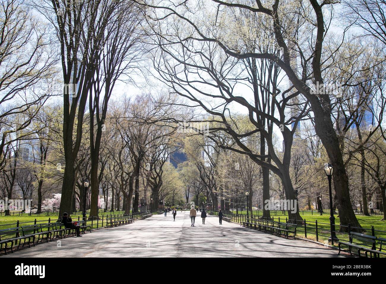 American elm trees High Resolution Stock Photography and Images - Alamy