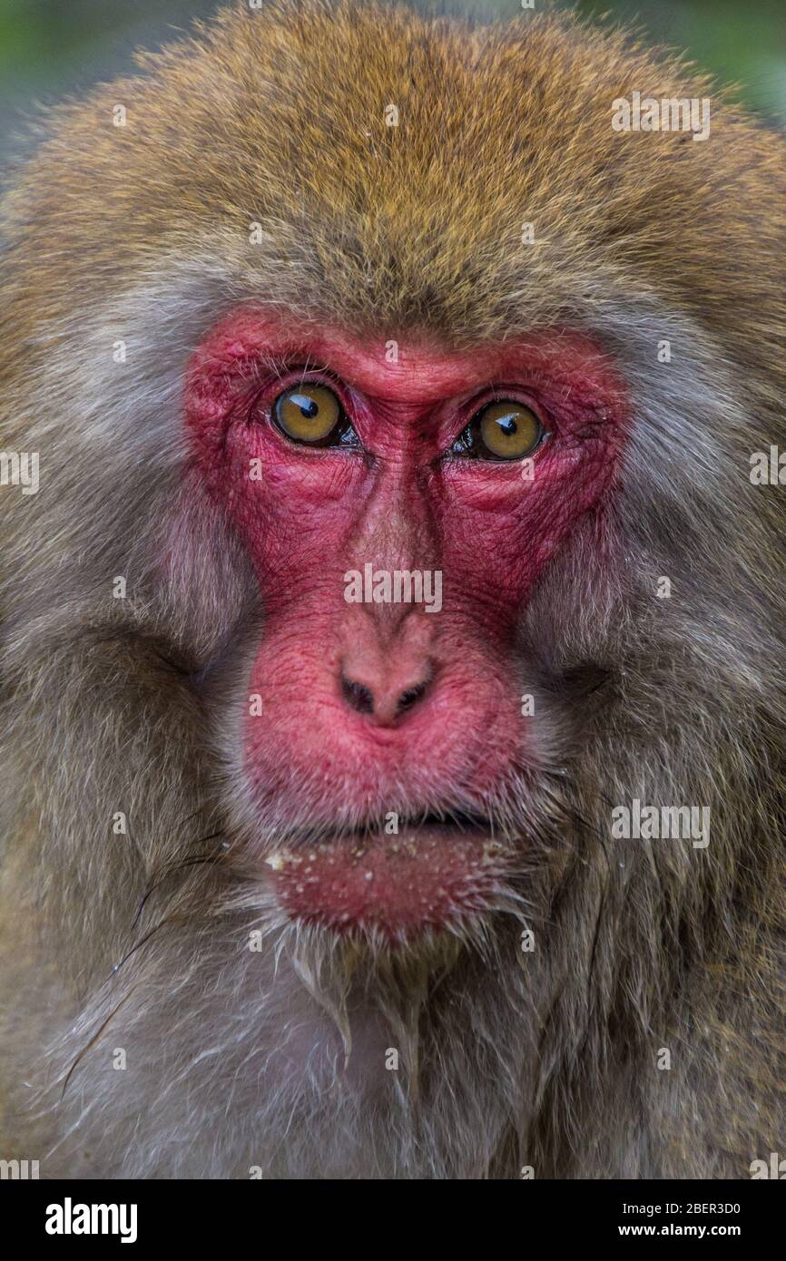 Closeup portrait of a wild Japanese Macaque (Macaca fuscata) in Nagano ...