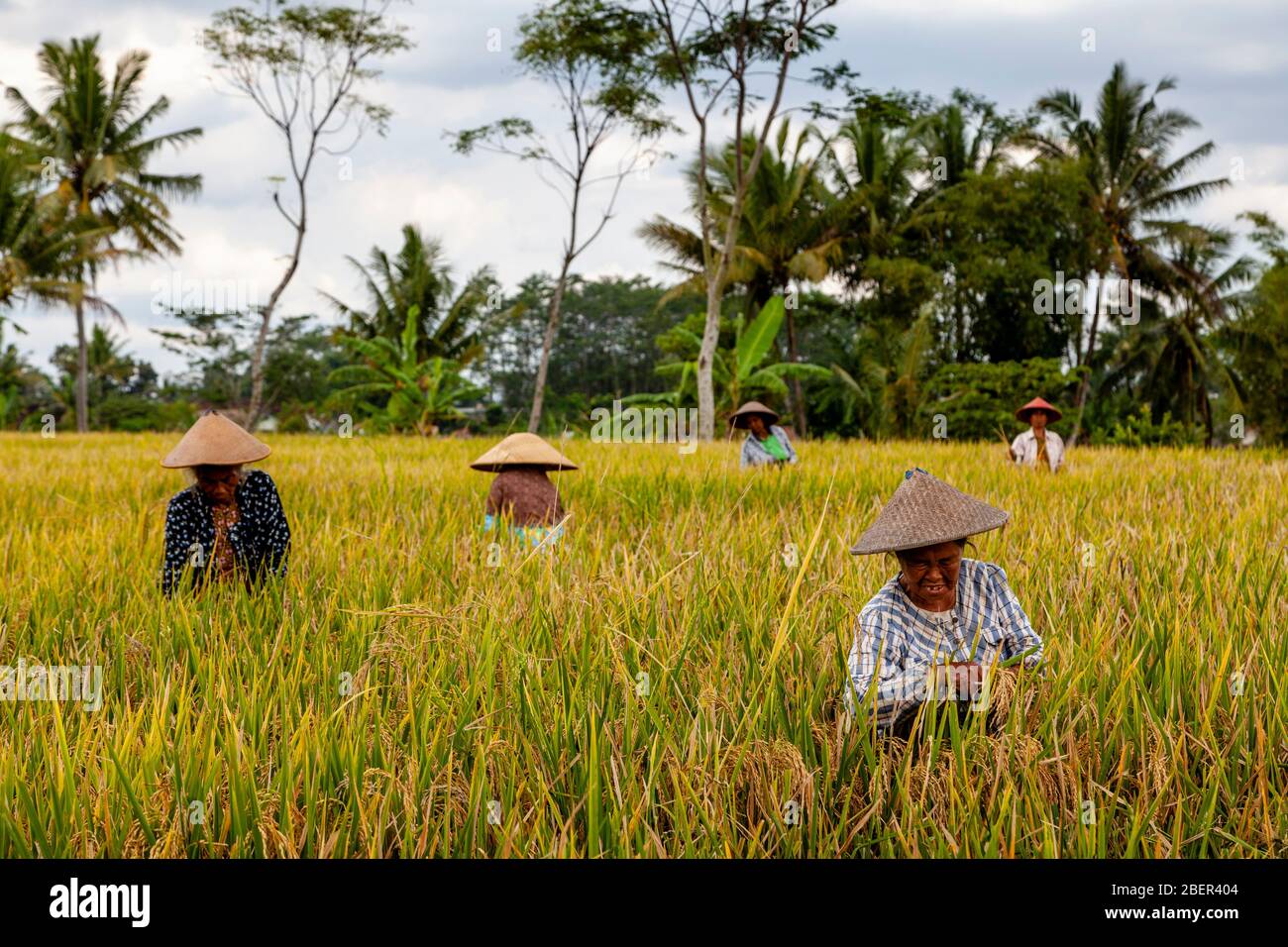 Rural indonesian female group hi-res stock photography and images - Alamy