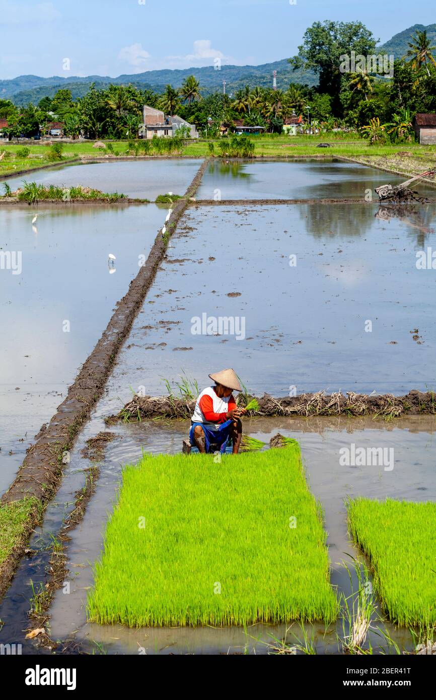 Rural indonesian women hi-res stock photography and images - Alamy