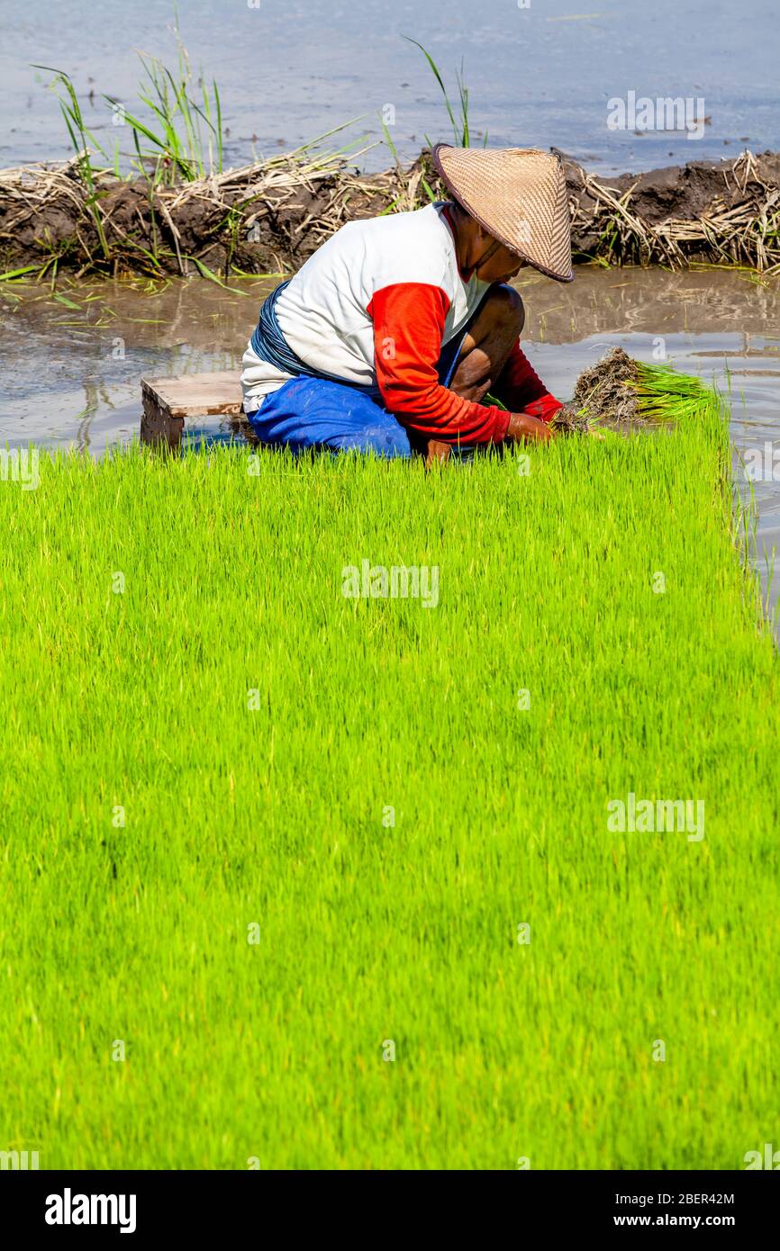 Rural indonesian women hi-res stock photography and images - Alamy