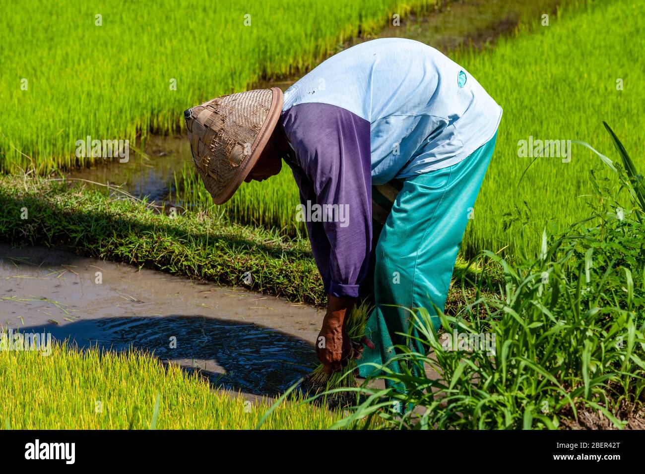 An Indonesian Man Working In The Rice Fields, Yogyakarta, Java ...