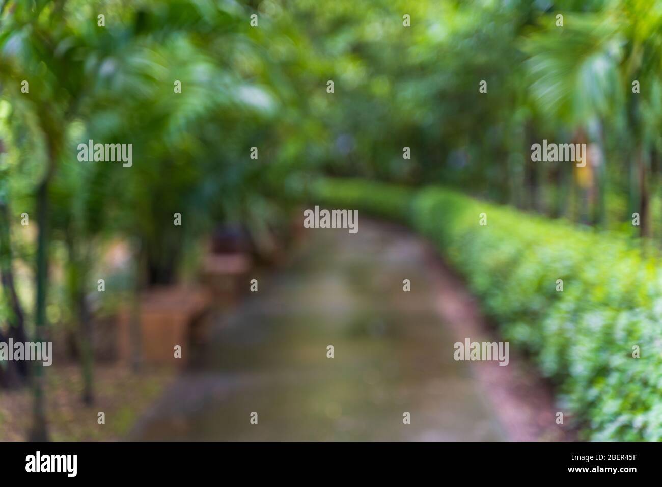 Pathway surrounded by trees hi-res stock photography and images - Alamy