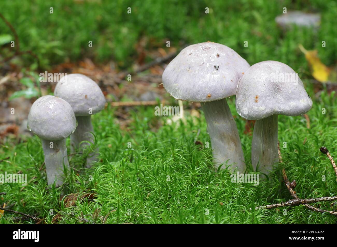 Gassy webcap cortinarius traganus hi-res stock photography and images ...