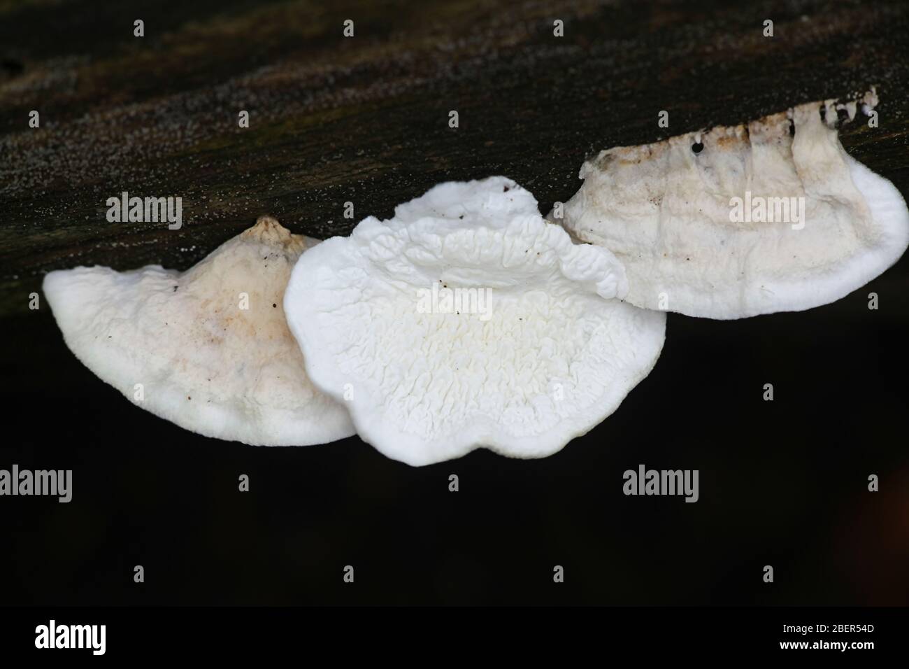 White fungus hi-res stock photography and images - Alamy