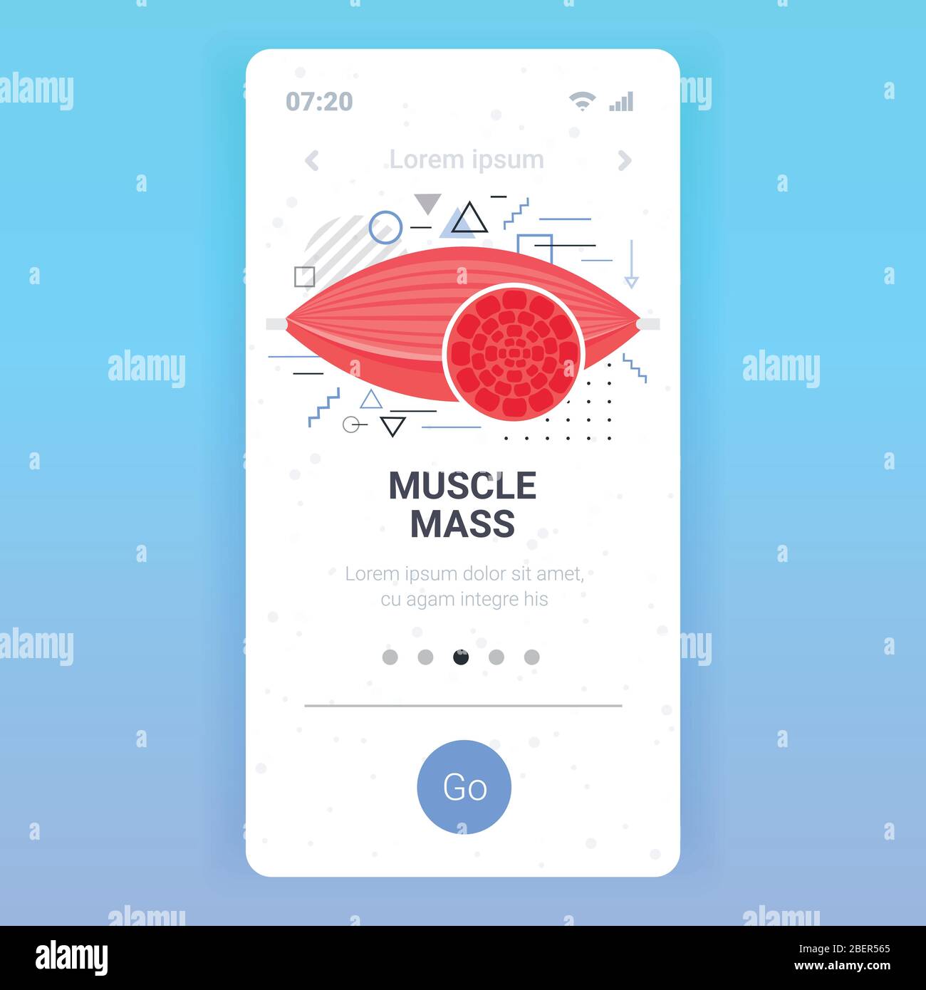 Illustration structure skeletal muscle anatomy hi-res stock photography ...