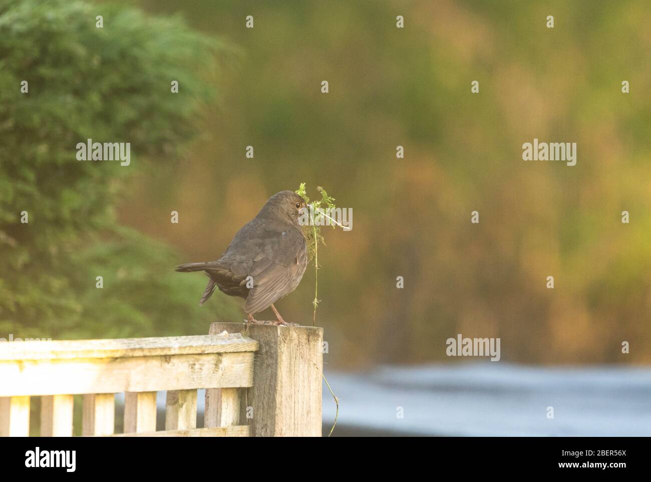 A female blackbird (UK) carrying nesting material in her beak. She has ...