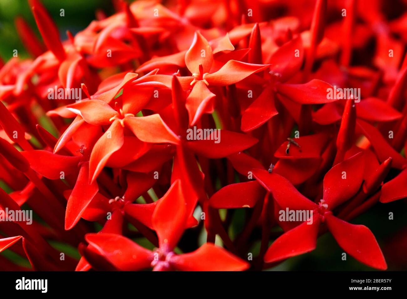 Bunch of Red Flowers Stock Photo - Alamy