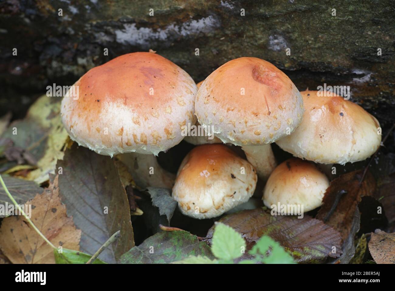 Brick tuft hypholoma lateritium hi-res stock photography and images - Alamy