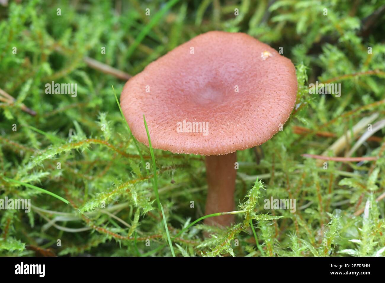 Lactarius spinosulus, known as the Lilascale Milkcap, wild mushroom ...