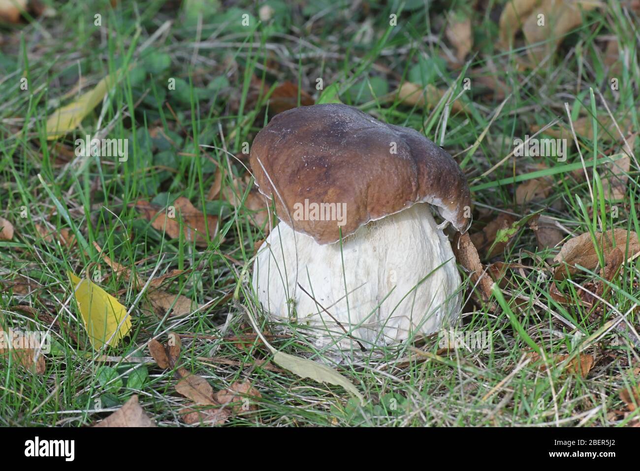 Boletus reticulatus (formerly Boletus aestivalis), known as the Summer ...