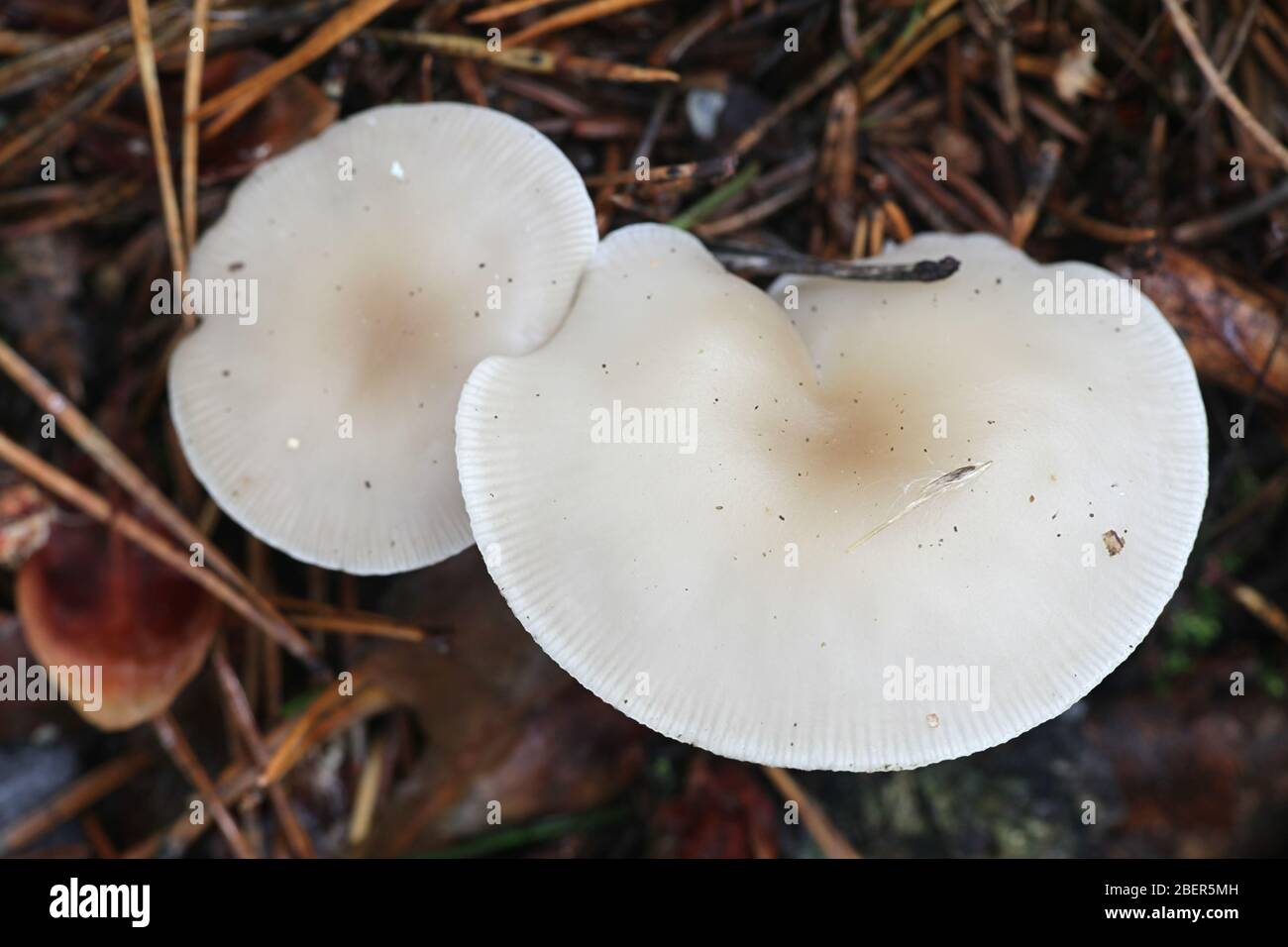 Clitocybe fragrans, known as Fragrant Funnel, wild mushroom from ...