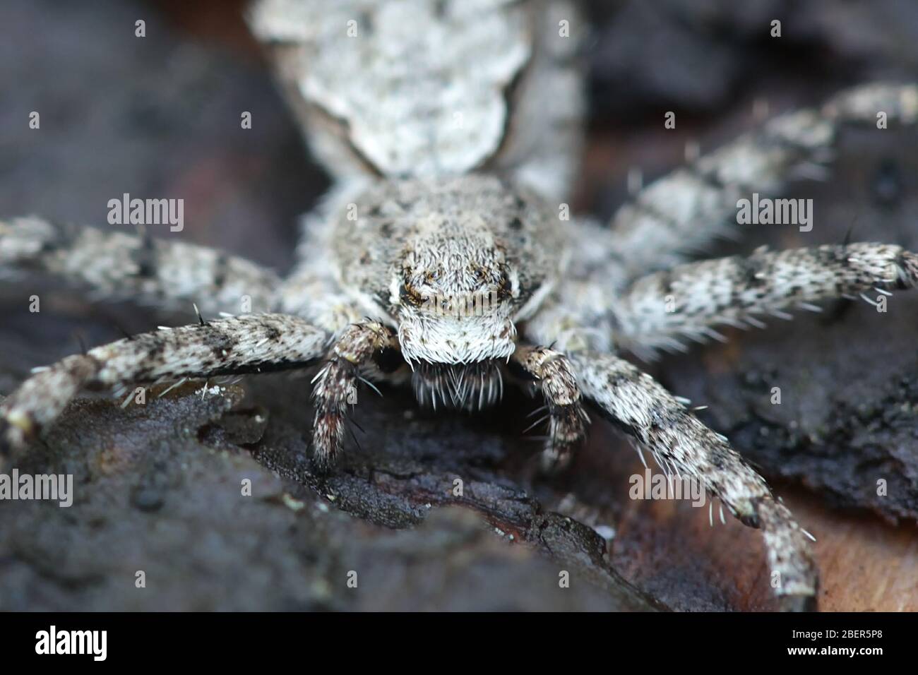 Philodromus margaritatus, known as lichen running-spider, a philodromid ...