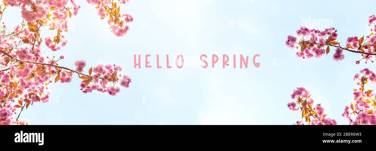 Hello Spring words. Beautiful Pink Sakura flowers, cherry blossom ...