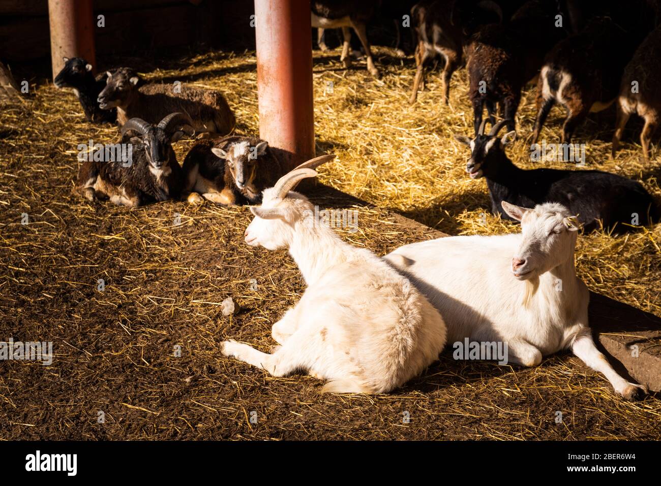 Goats in farmland in Preding. Place to visit Stock Photo - Alamy