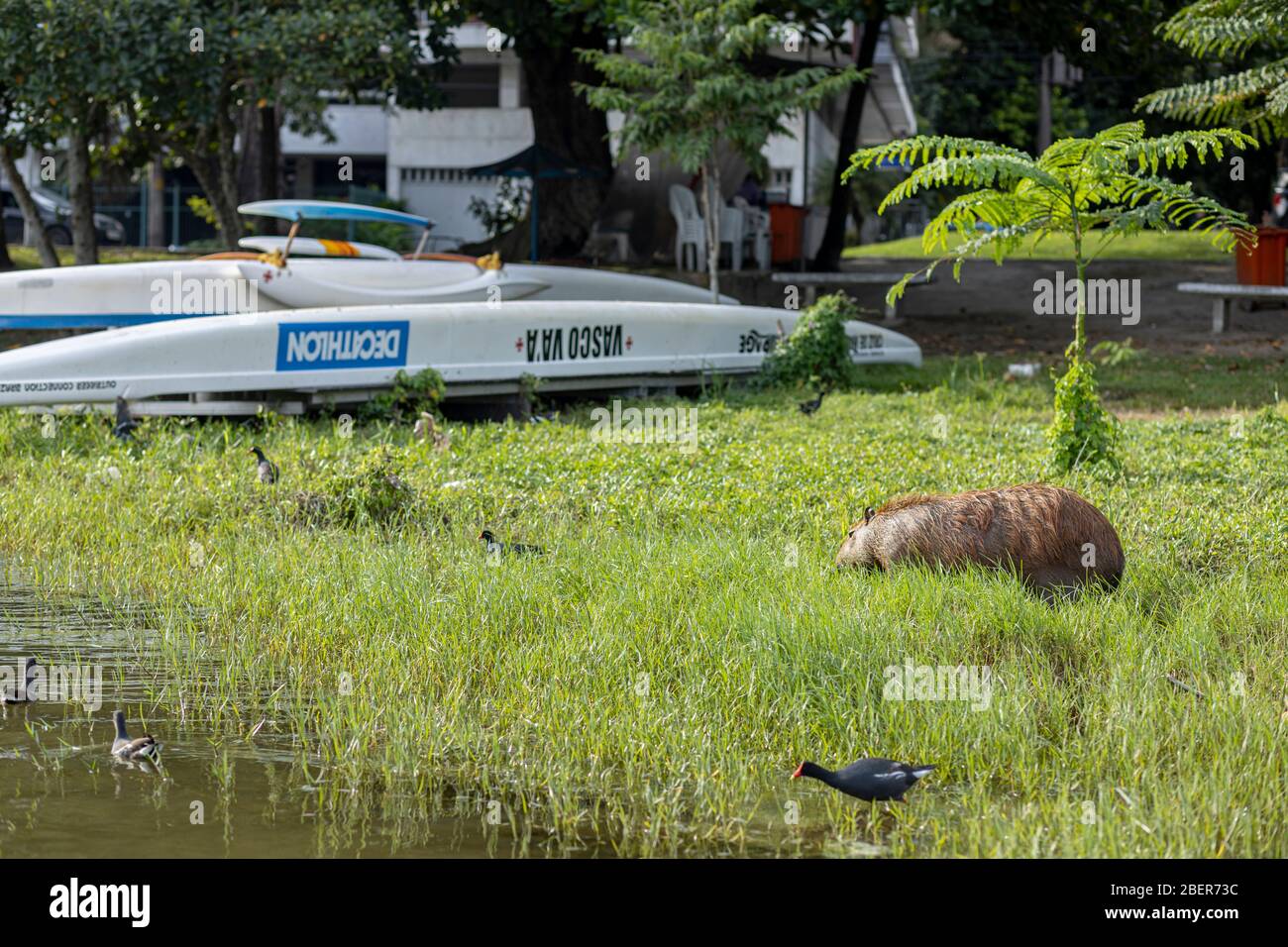 Capivara rio hi-res stock photography and images - Alamy