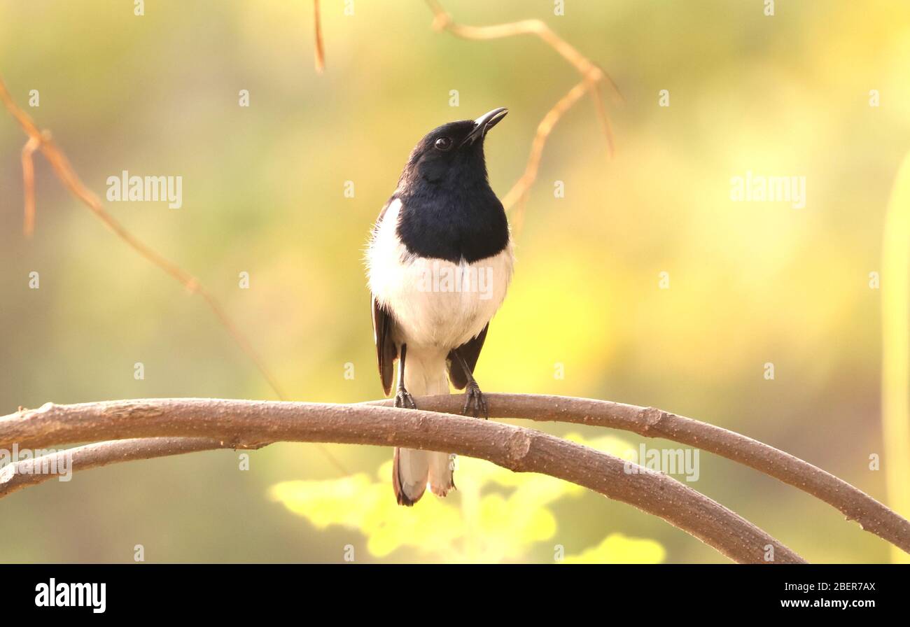 Indian magpie hi-res stock photography and images - Alamy