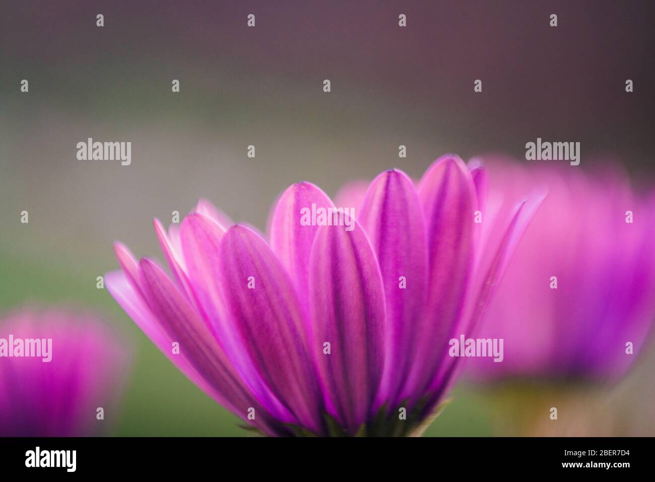 Detail of the petals of a pink flower. Spring flower with space for ...