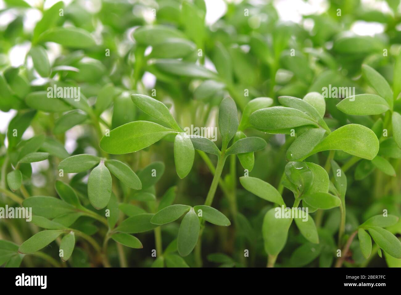 Fresh green leaves of young cress in close-up Stock Photo - Alamy
