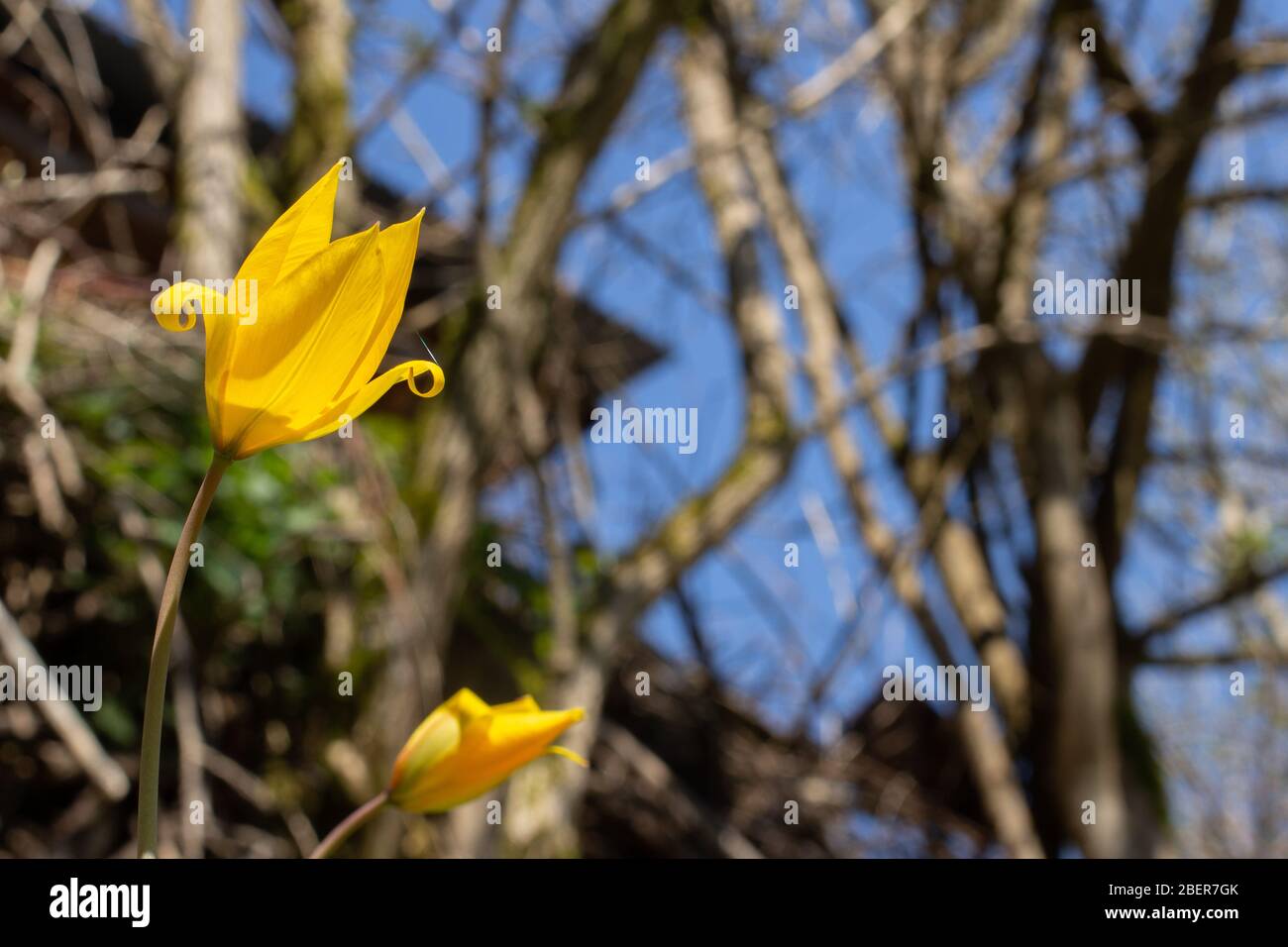 Side view close up of very rare yellow wild tulips, Tulipa sylvestris ...