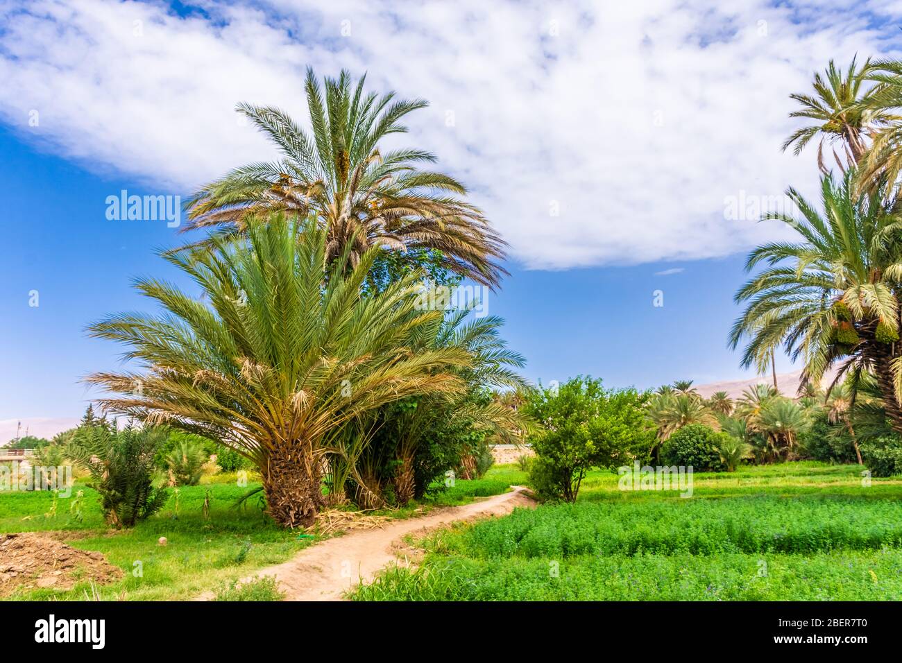 Palms and plantation in a moroccan oasis Stock Photo - Alamy