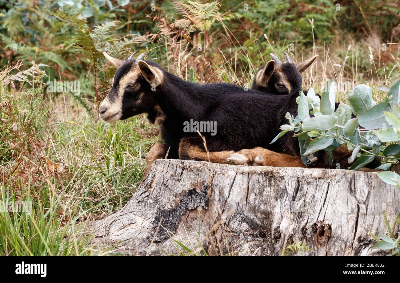 Goats in barnyard hi-res stock photography and images - Alamy