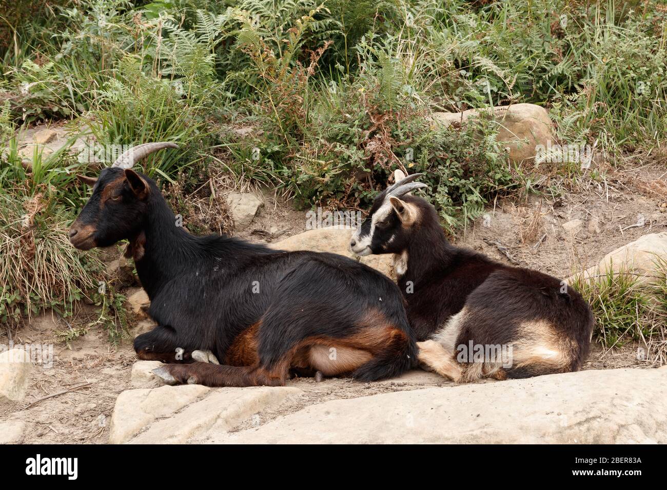 Goats in barnyard hi-res stock photography and images - Alamy