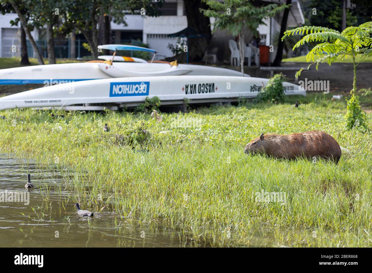 Giant cavy rodent hi-res stock photography and images - Alamy
