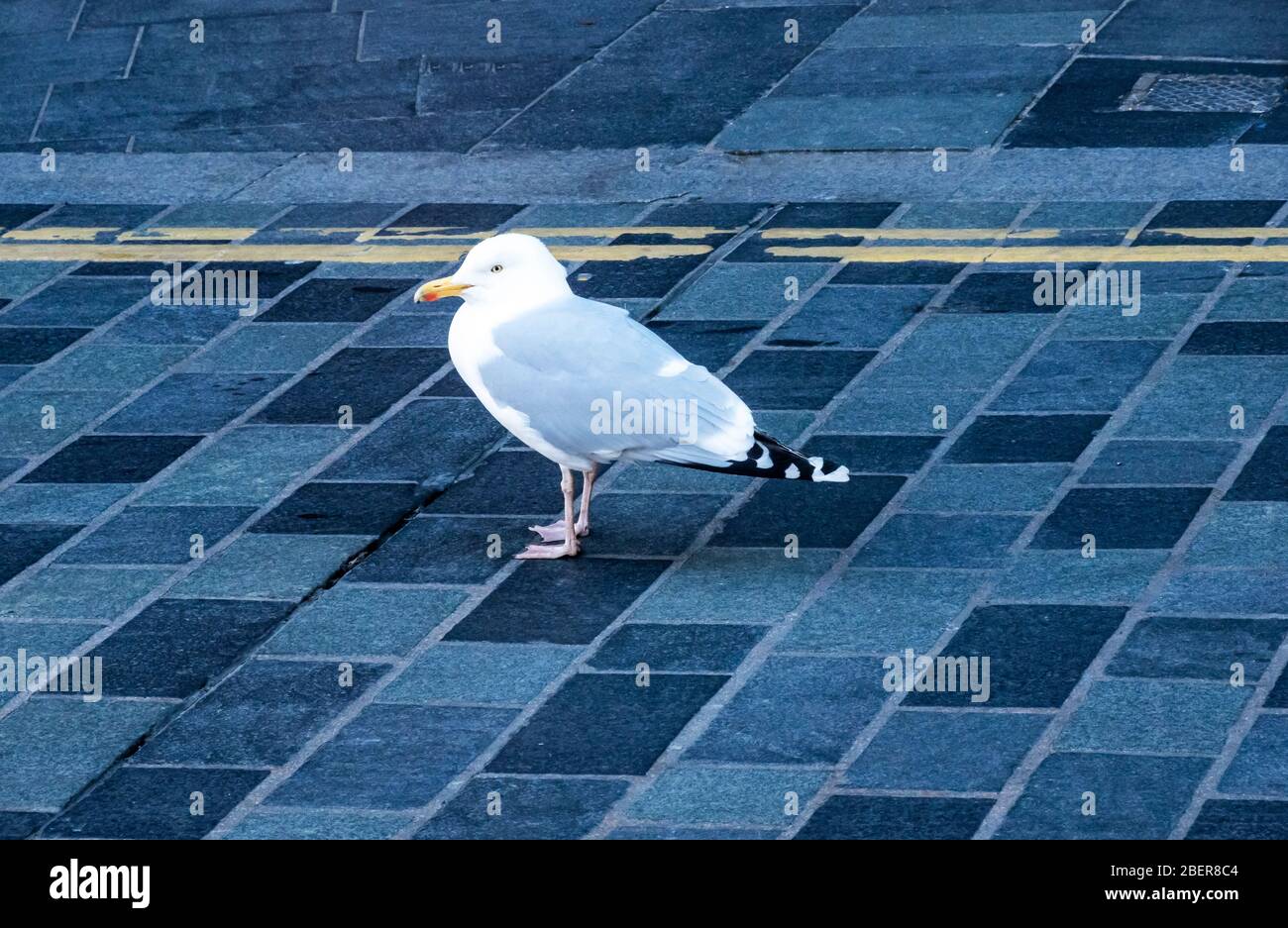 A young Herring gull looks confused that there are no humans dropping ...