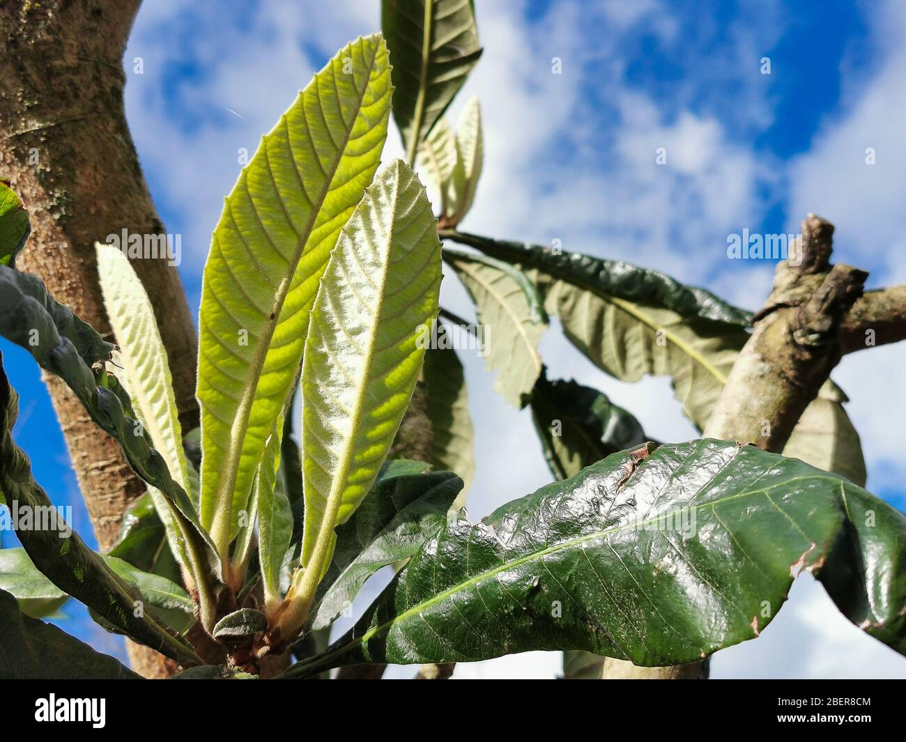 Young leaves of the loquat tree ( Eriobotrya japonica ) early in sprint ...