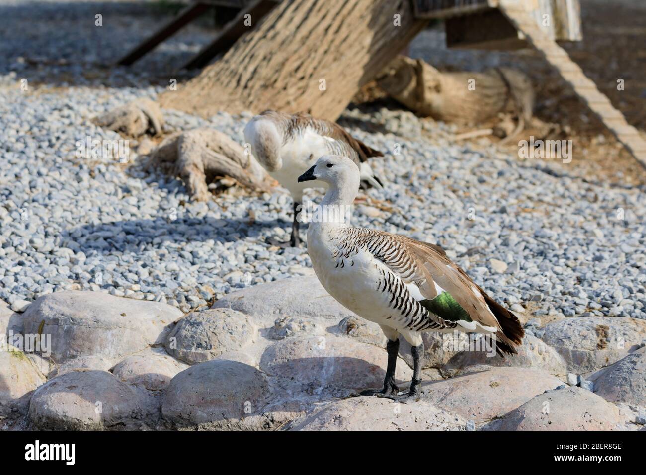 Wetland Birds royalty-free images Stock Photo - Alamy