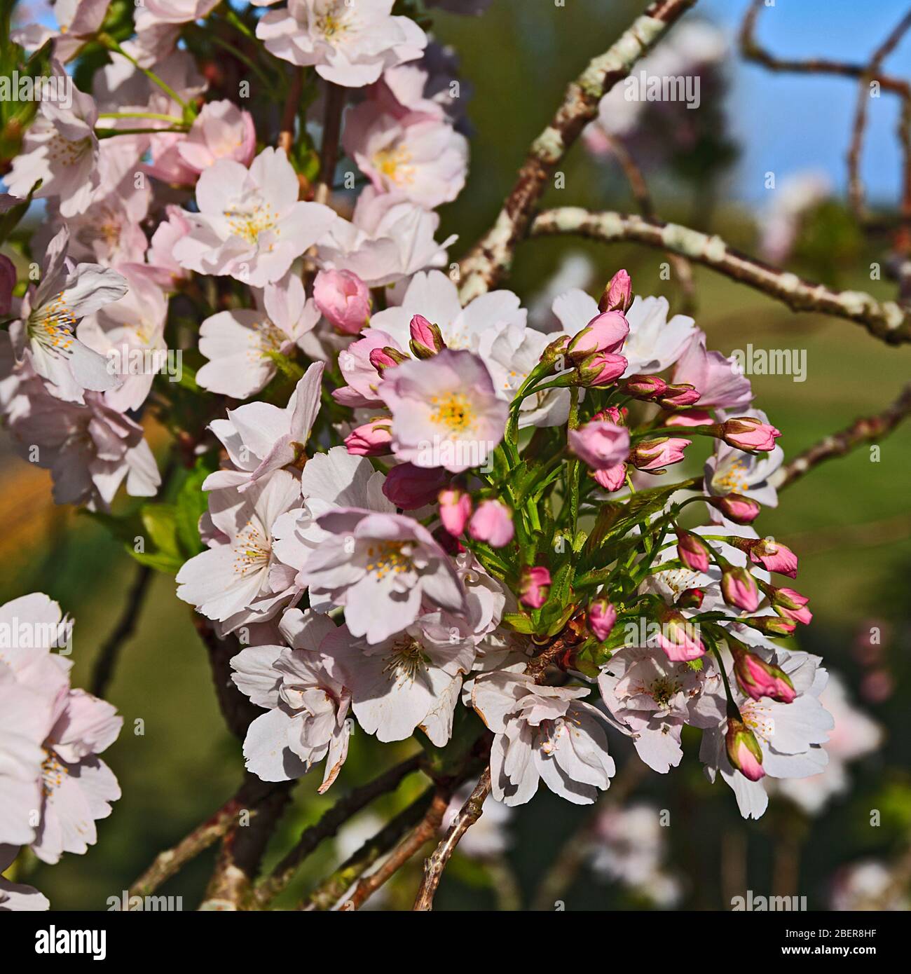 Spring Cherry Blossom Stock Photo - Alamy