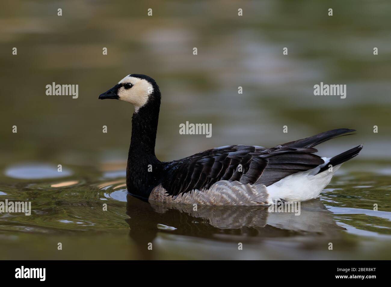 Wetland Birds royalty-free images Stock Photo - Alamy
