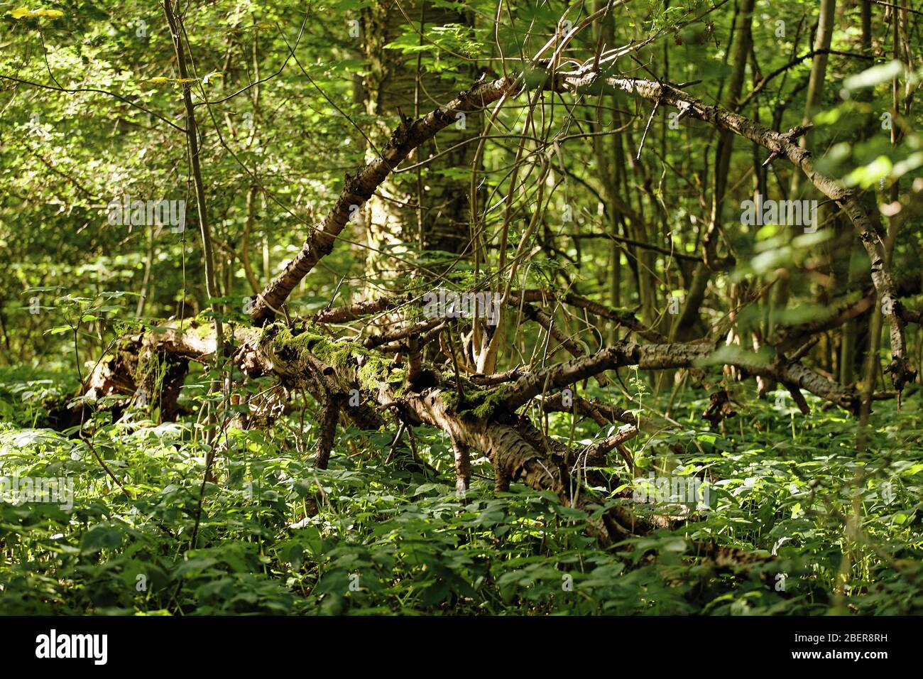 fallen tree in the woods Stock Photo - Alamy