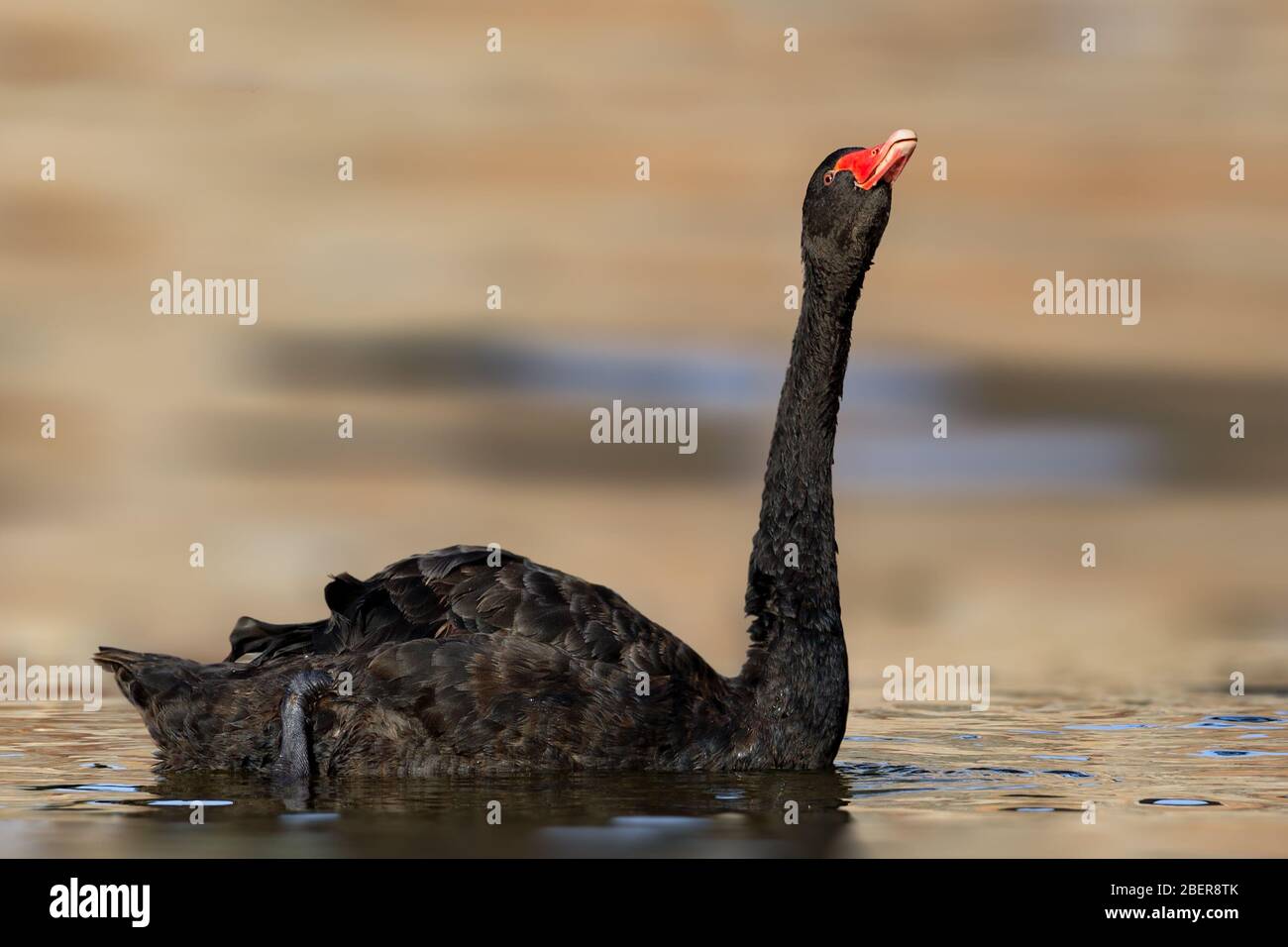 Wetland Birds royalty-free images Stock Photo - Alamy