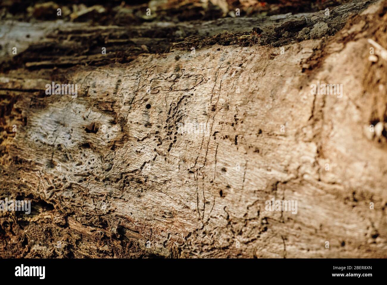 Snapping Tree Branch High Resolution Stock Photography and Images - Alamy