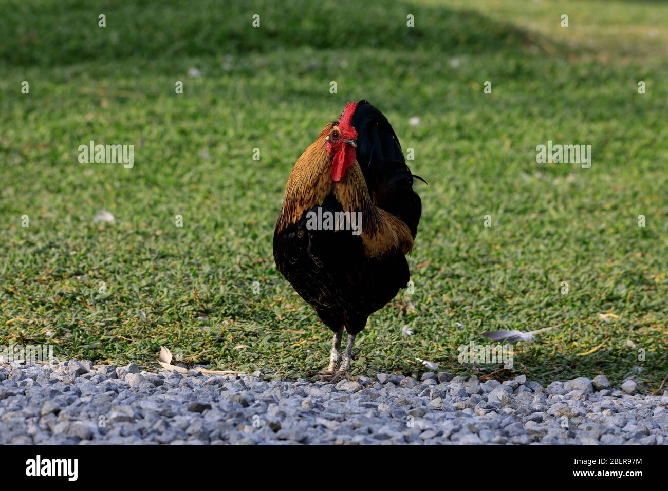 Cock neck with a gold standing on one leg, poultry, pets, leader of the ...