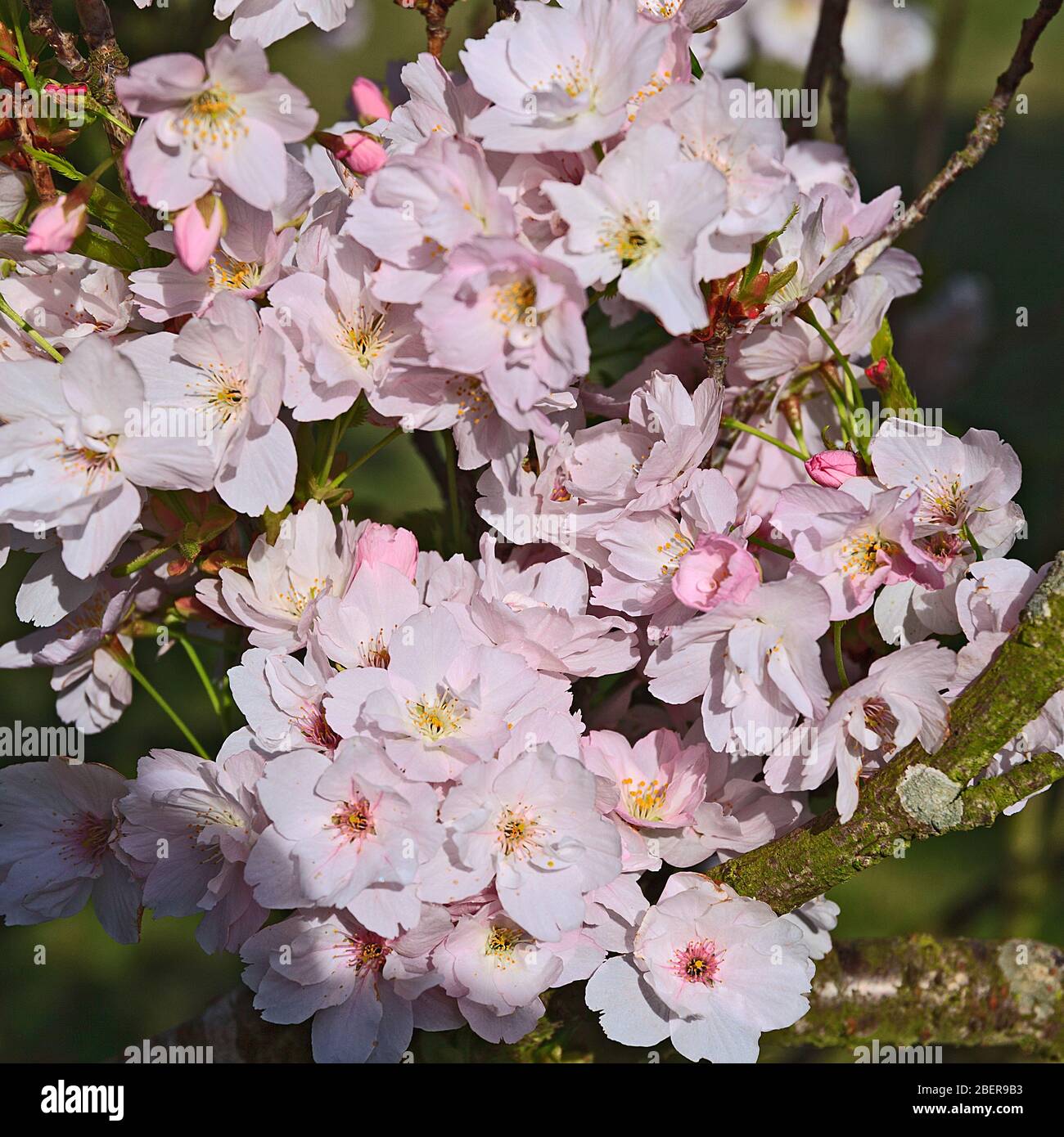 Spring Cherry Blossom Stock Photo - Alamy