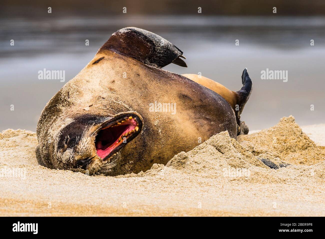 Large Sea Lion yawning on Sandfly Bay, Otago Peninsula, Dunedin, Otago ...