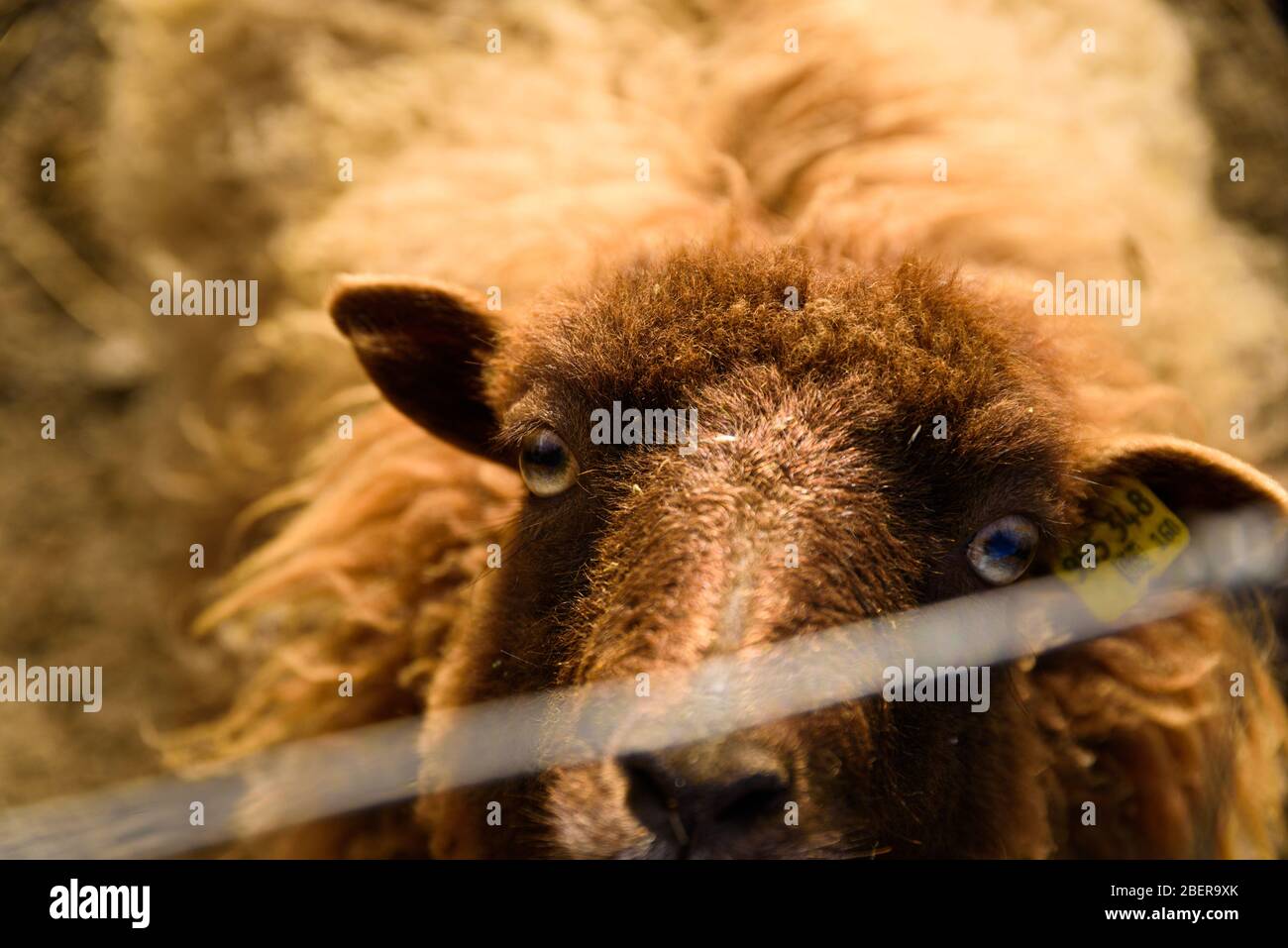 Animal portrait of sheep livestock farm animal, agricultural sheep ...
