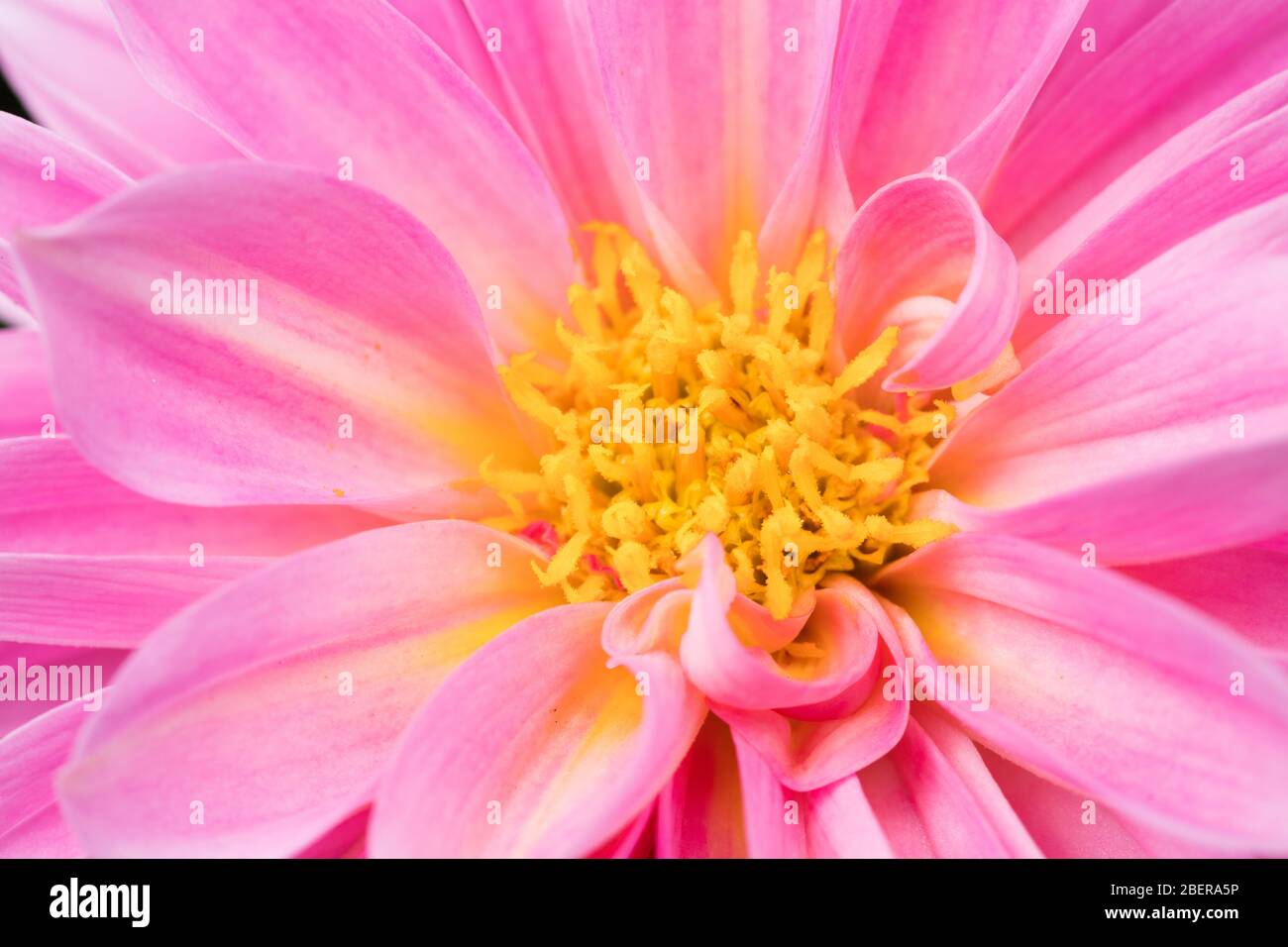 Macro of a Dahlia Stock Photo - Alamy